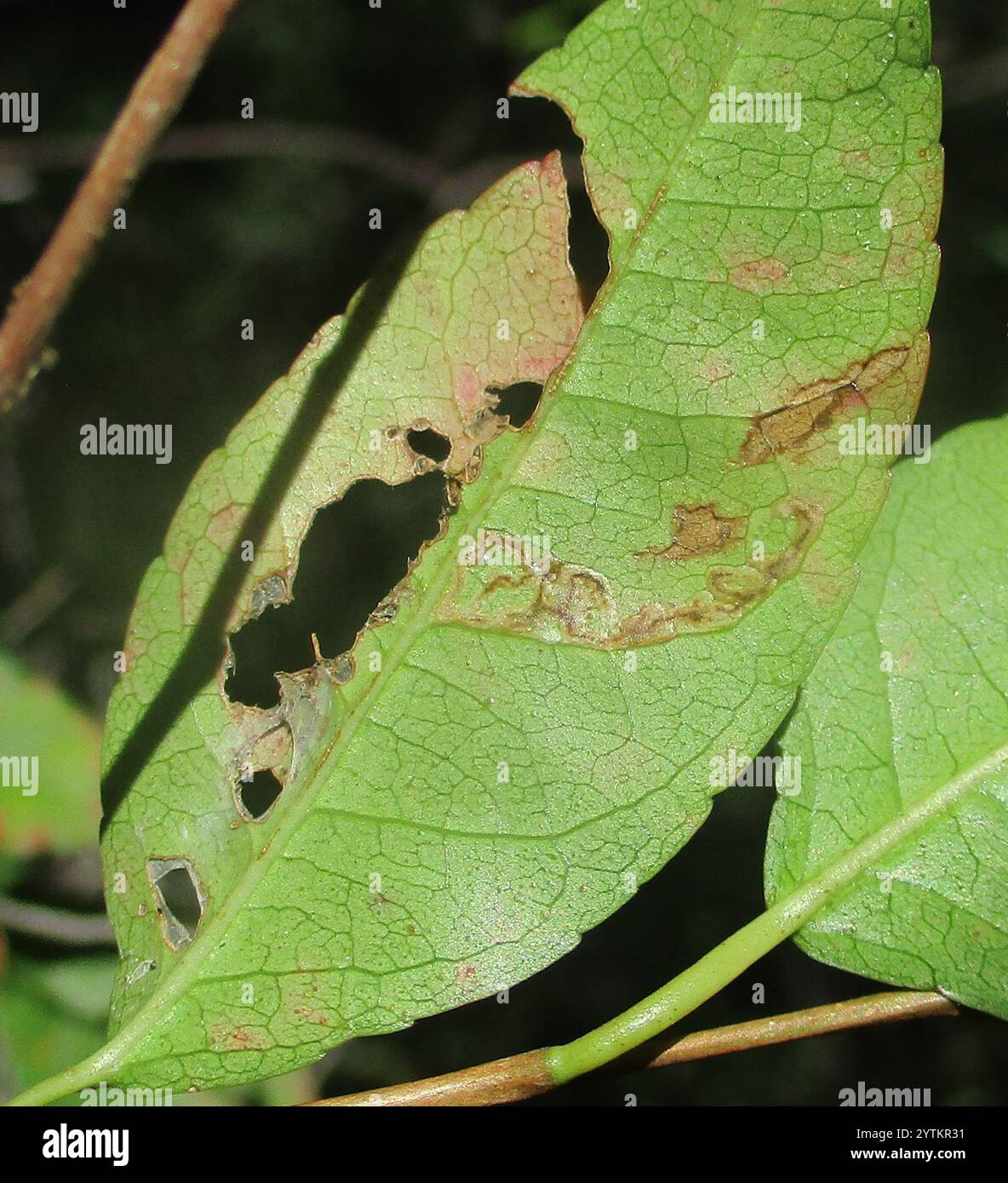 tamboti (Spirostachys africana Stock Photo - Alamy