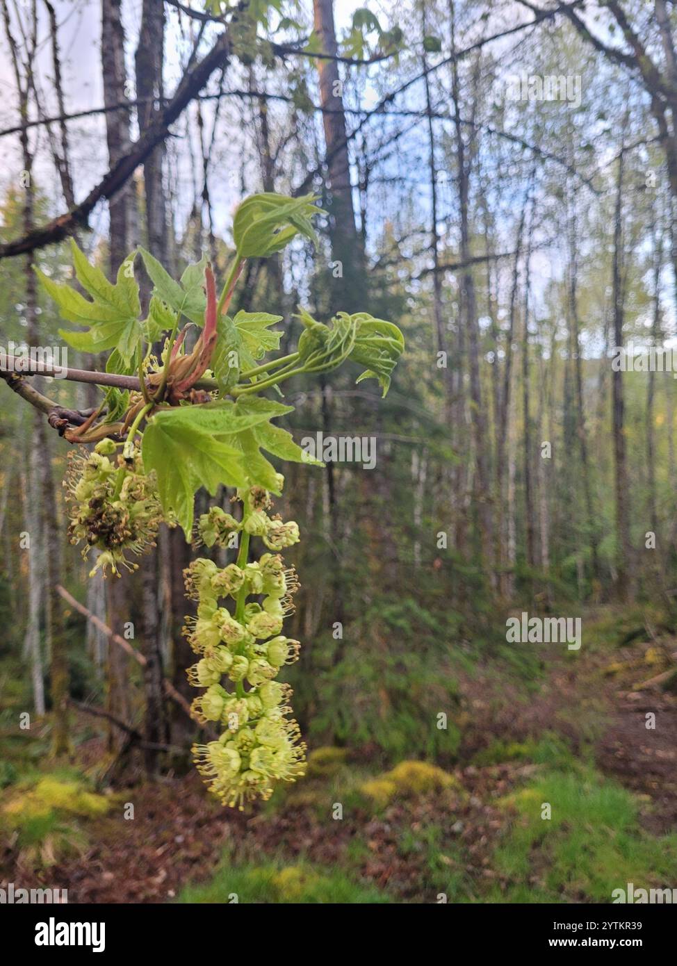 bigleaf maple (Acer macrophyllum Stock Photo - Alamy