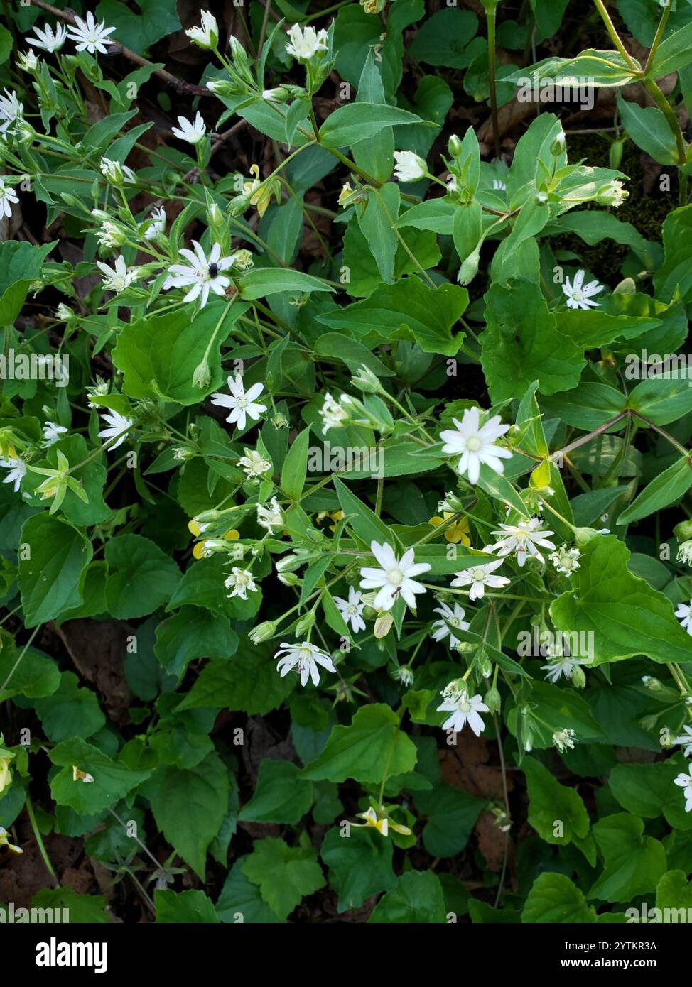 star chickweed (Stellaria pubera Stock Photo - Alamy