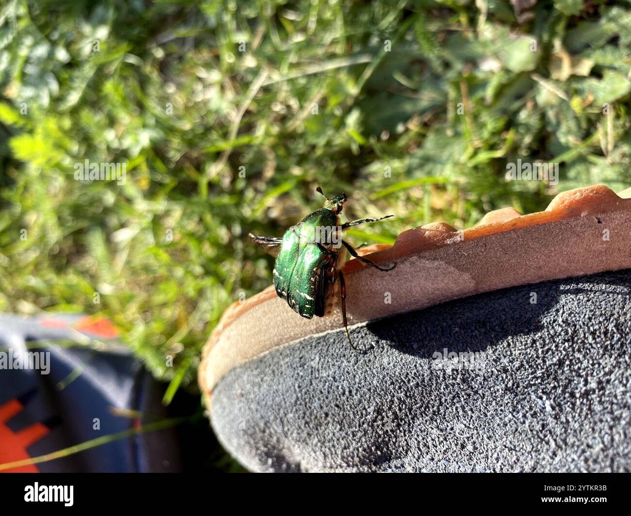 European Rose Chafer (Cetonia aurata Stock Photo - Alamy