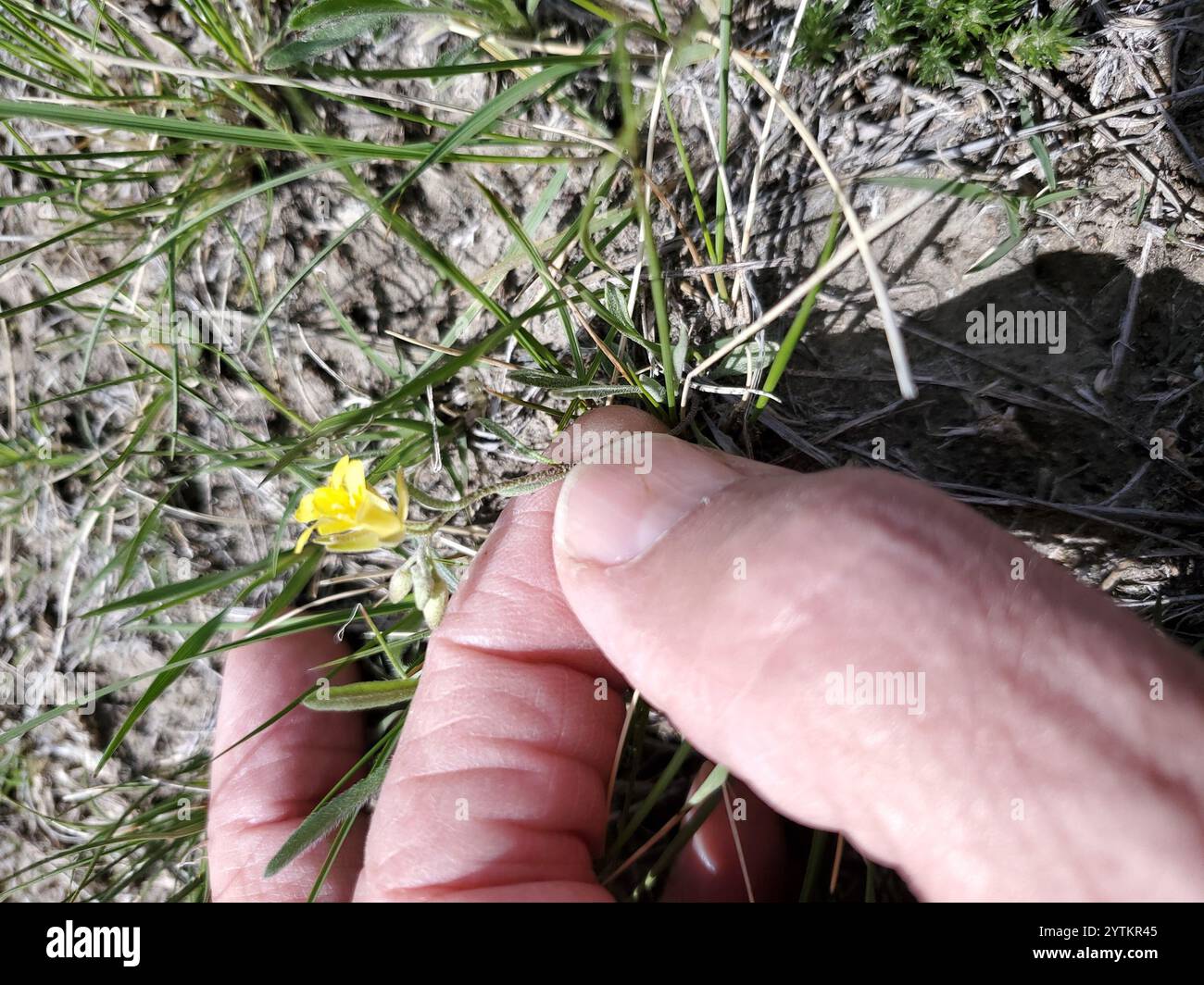 Great Plains Bladderpod (Physaria arenosa Stock Photo - Alamy