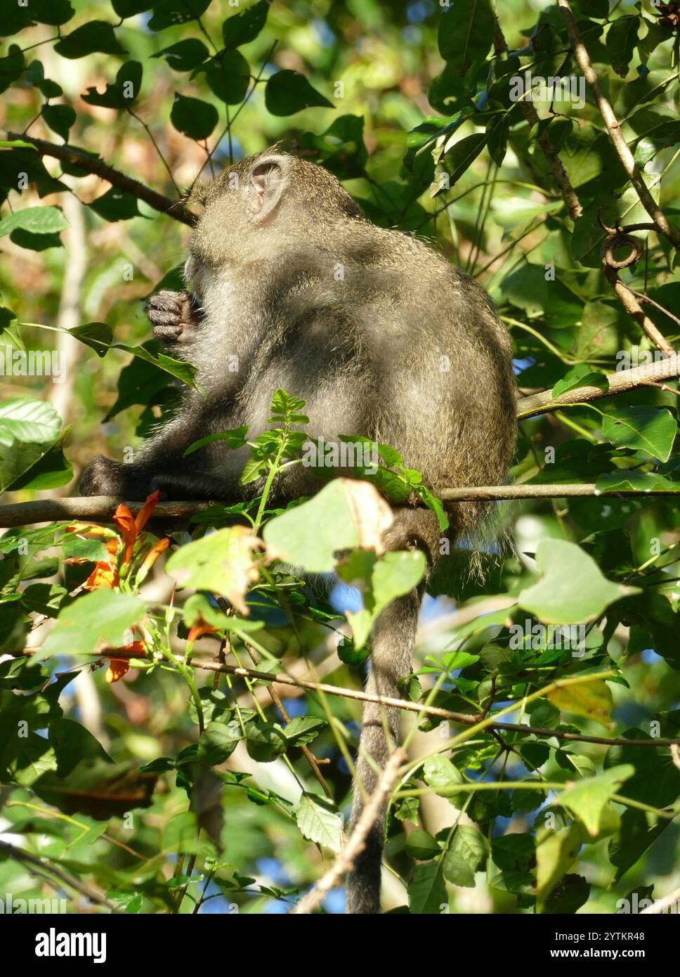 Samango (Cercopithecus mitis labiatus Stock Photo - Alamy