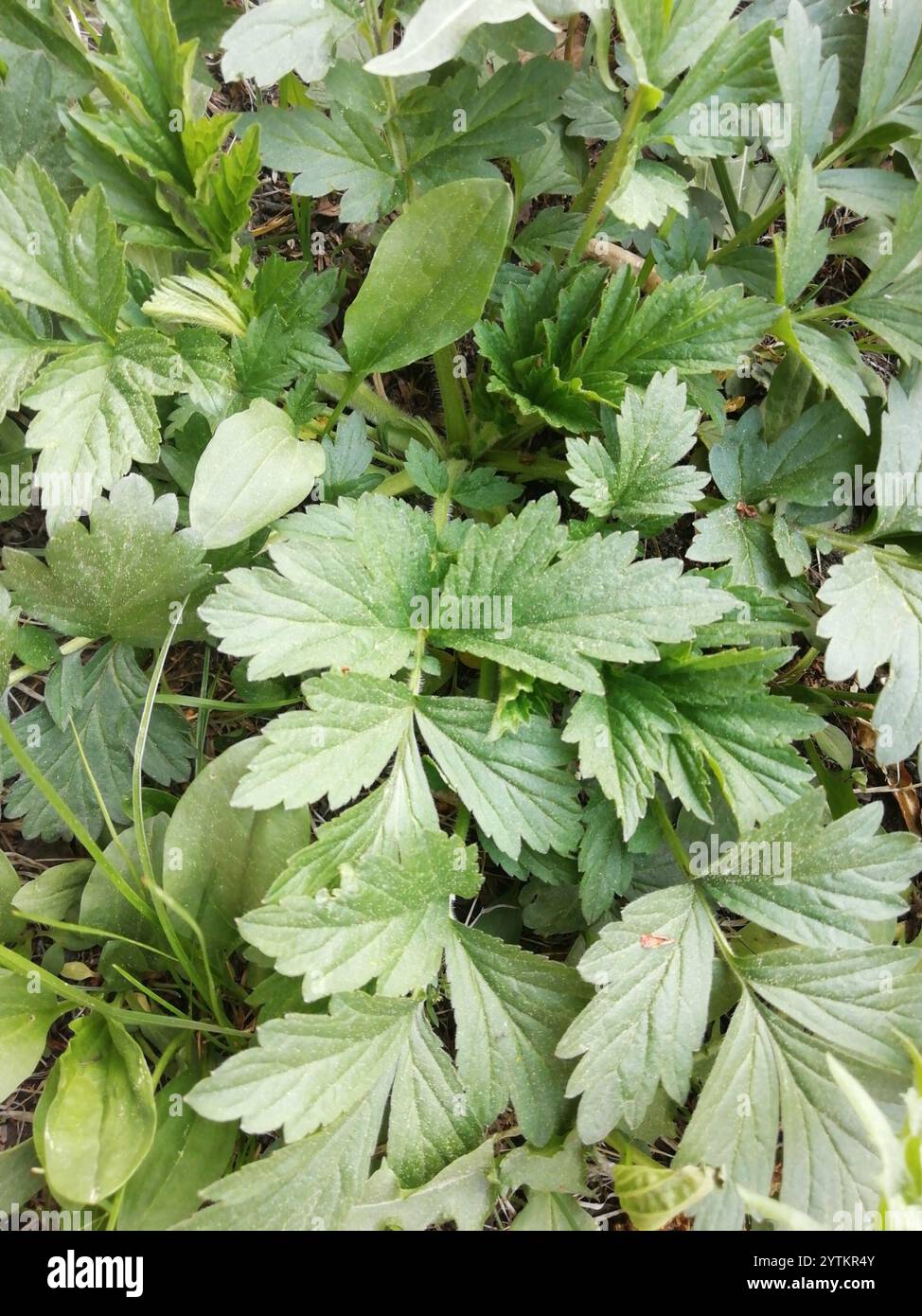 Yellow Avens (Geum aleppicum Stock Photo - Alamy