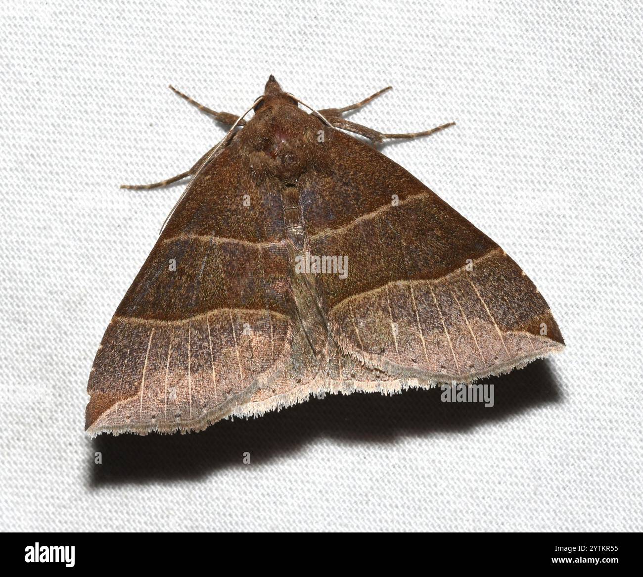Maple Looper Moth (Parallelia bistriaris Stock Photo - Alamy