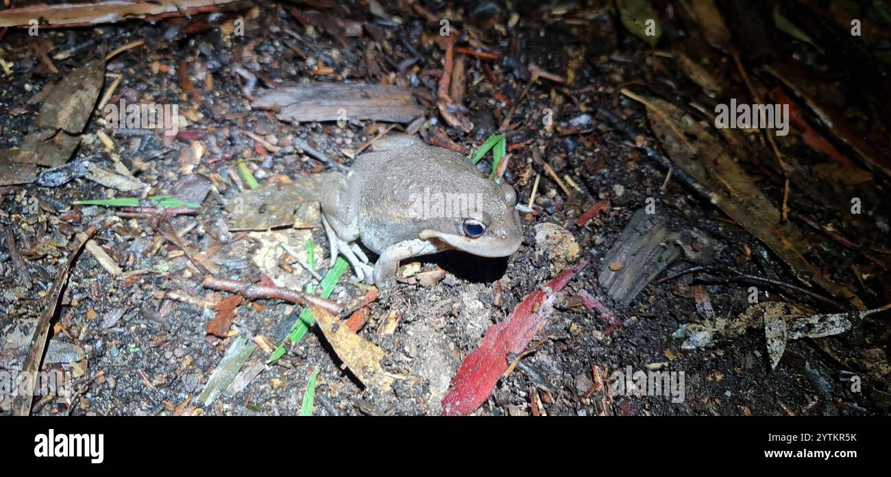 Eastern banjo frog hi-res stock photography and images - Alamy
