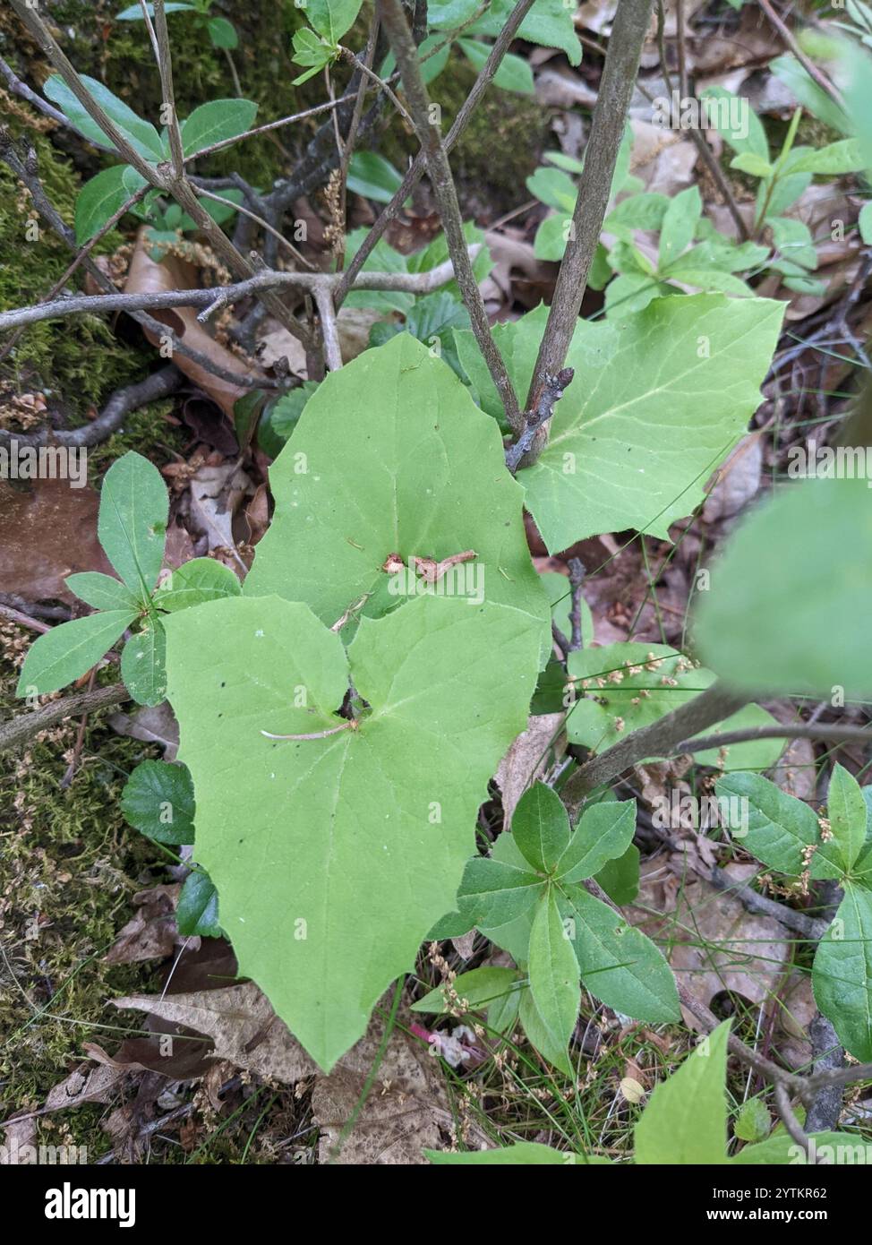 rattlesnake roots (Nabalus Stock Photo - Alamy