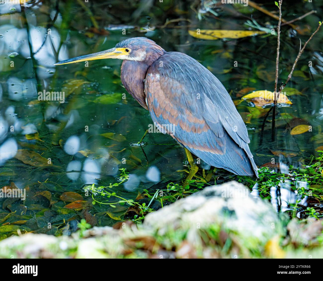 green heron - Butorides virescens in a swamp - Caribbean birds ...