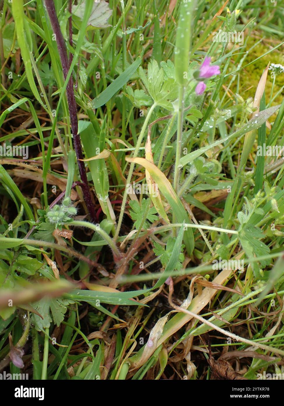 Dove's-foot crane's-bill (Geranium molle Stock Photo - Alamy