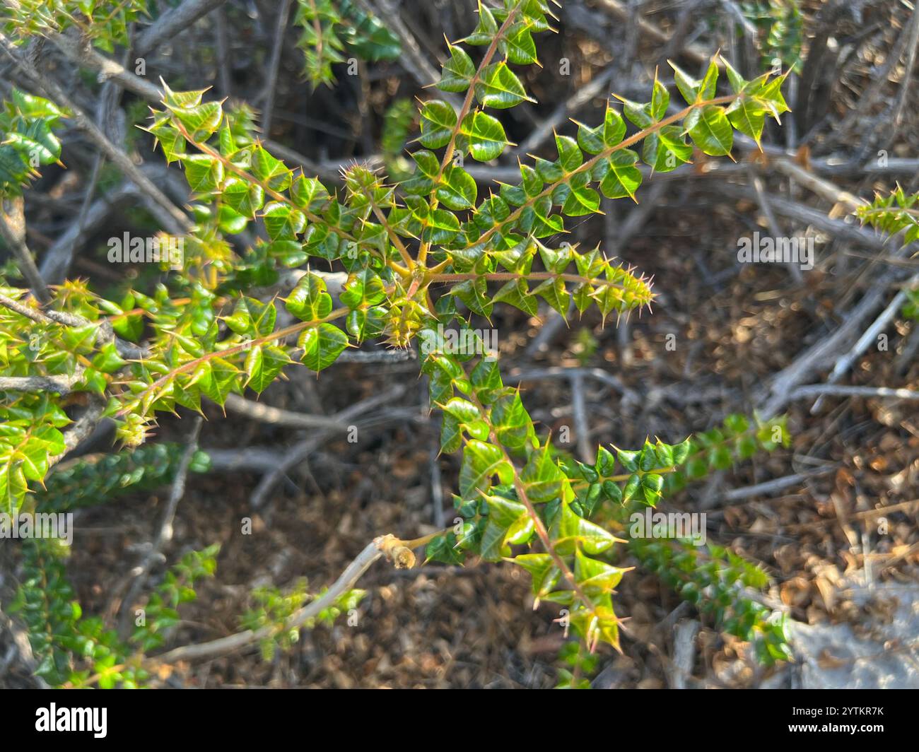 Poison Ash (Comocladia dodonaea Stock Photo - Alamy