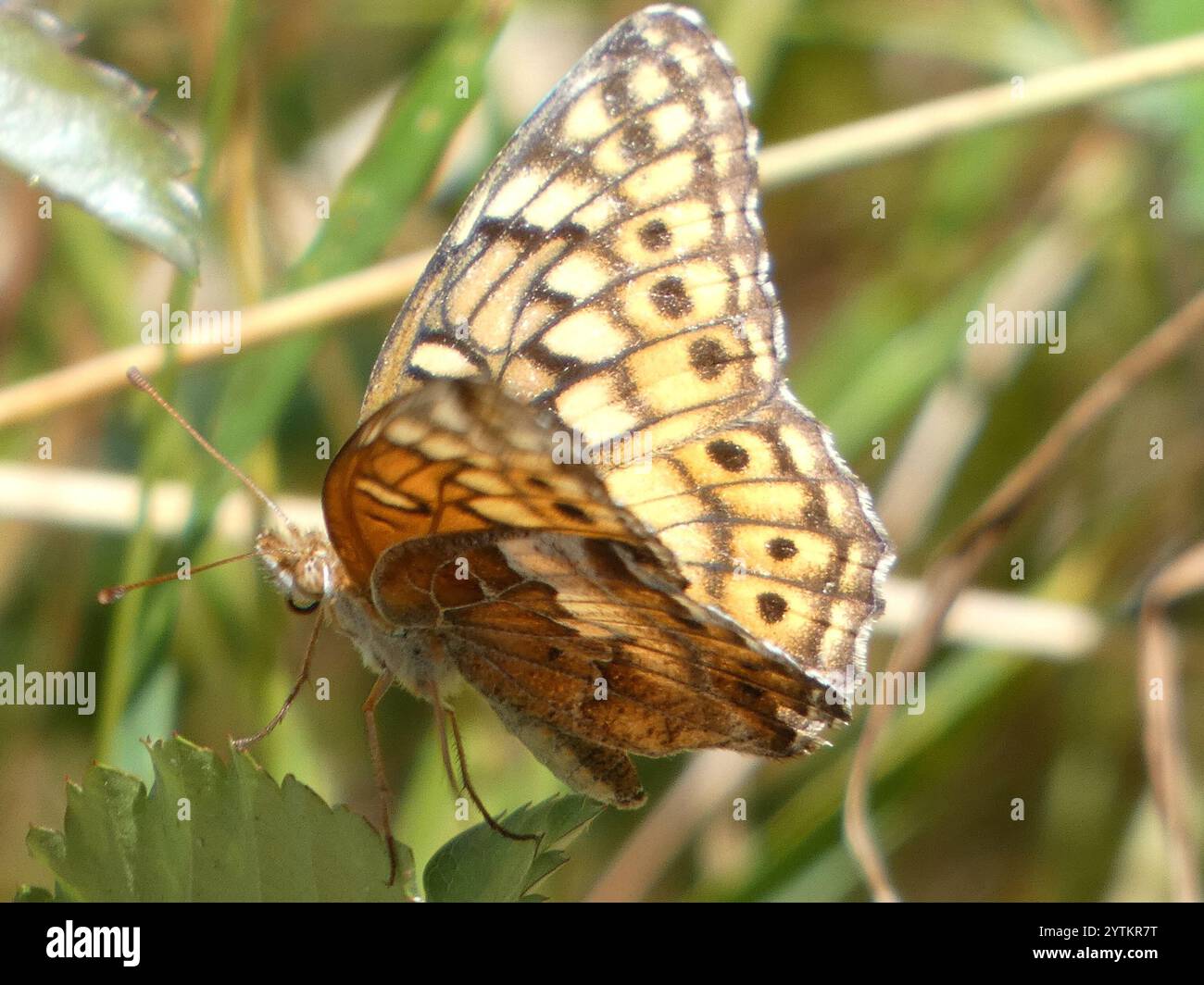 Variegated Fritillary (Euptoieta claudia Stock Photo - Alamy