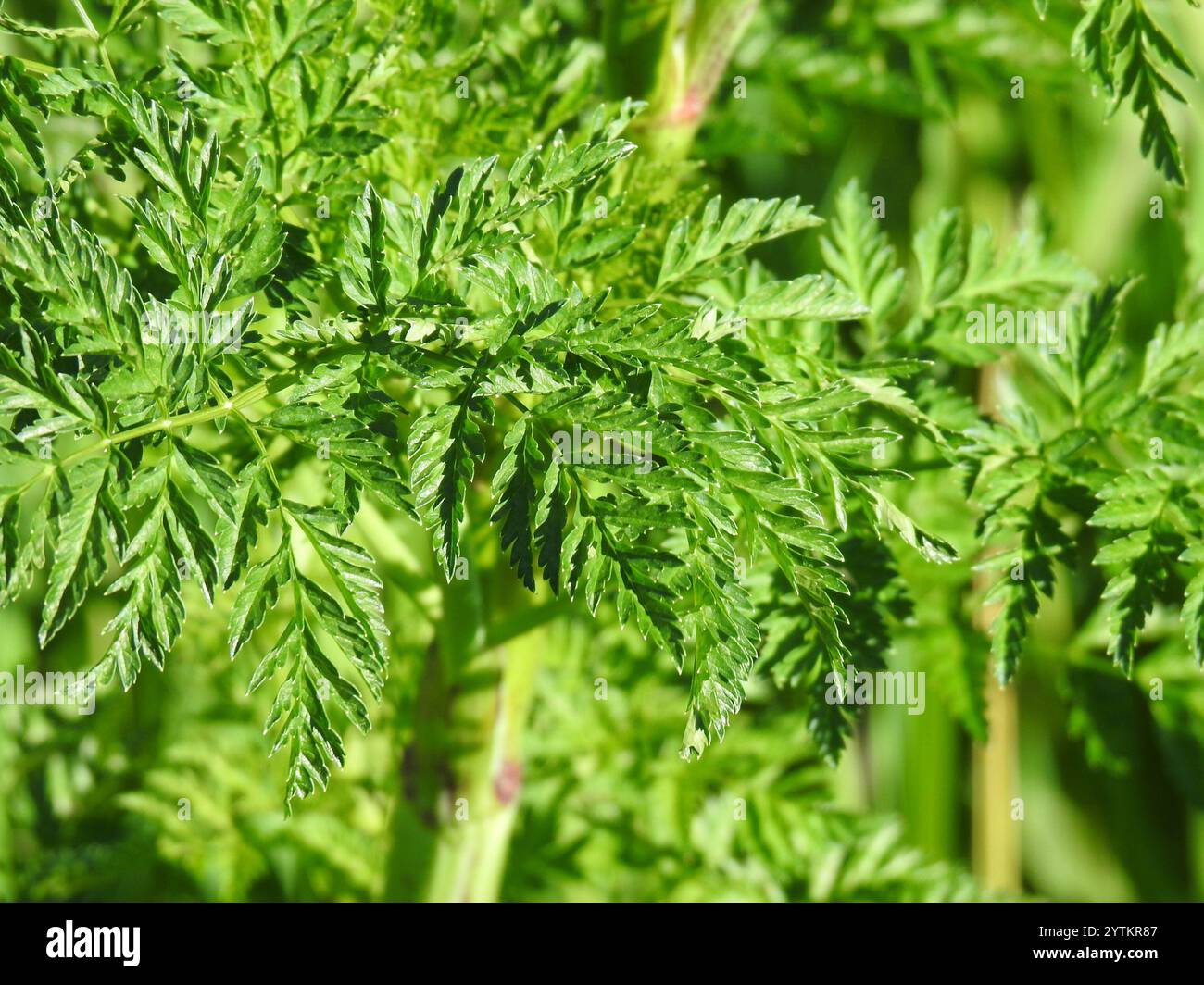 poison hemlock (Conium maculatum Stock Photo - Alamy