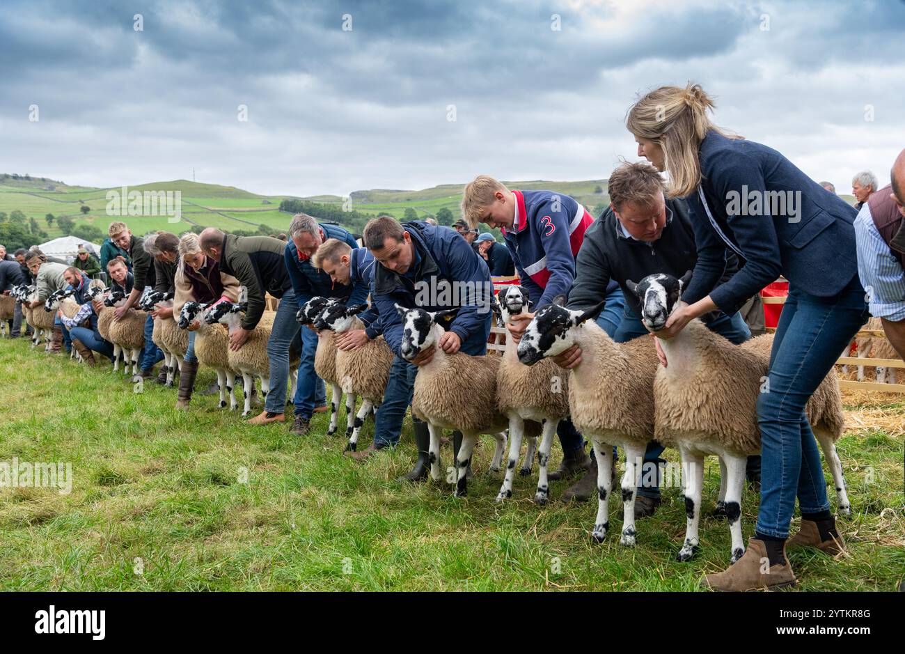 Sheep being shown at the 2024 Kilnsey Show under the shadow of Kilnsey ...