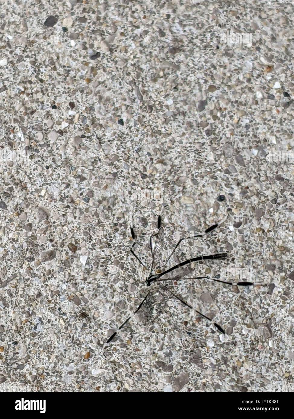 Eastern Phantom Crane Fly (Bittacomorpha clavipes Stock Photo - Alamy