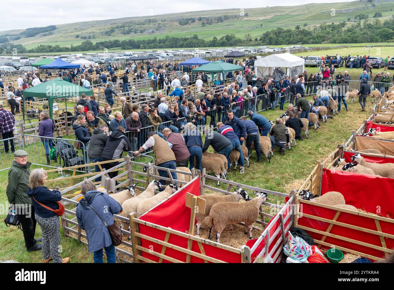 Sheep being shown at the 2024 Kilnsey Show under the shadow of Kilnsey ...