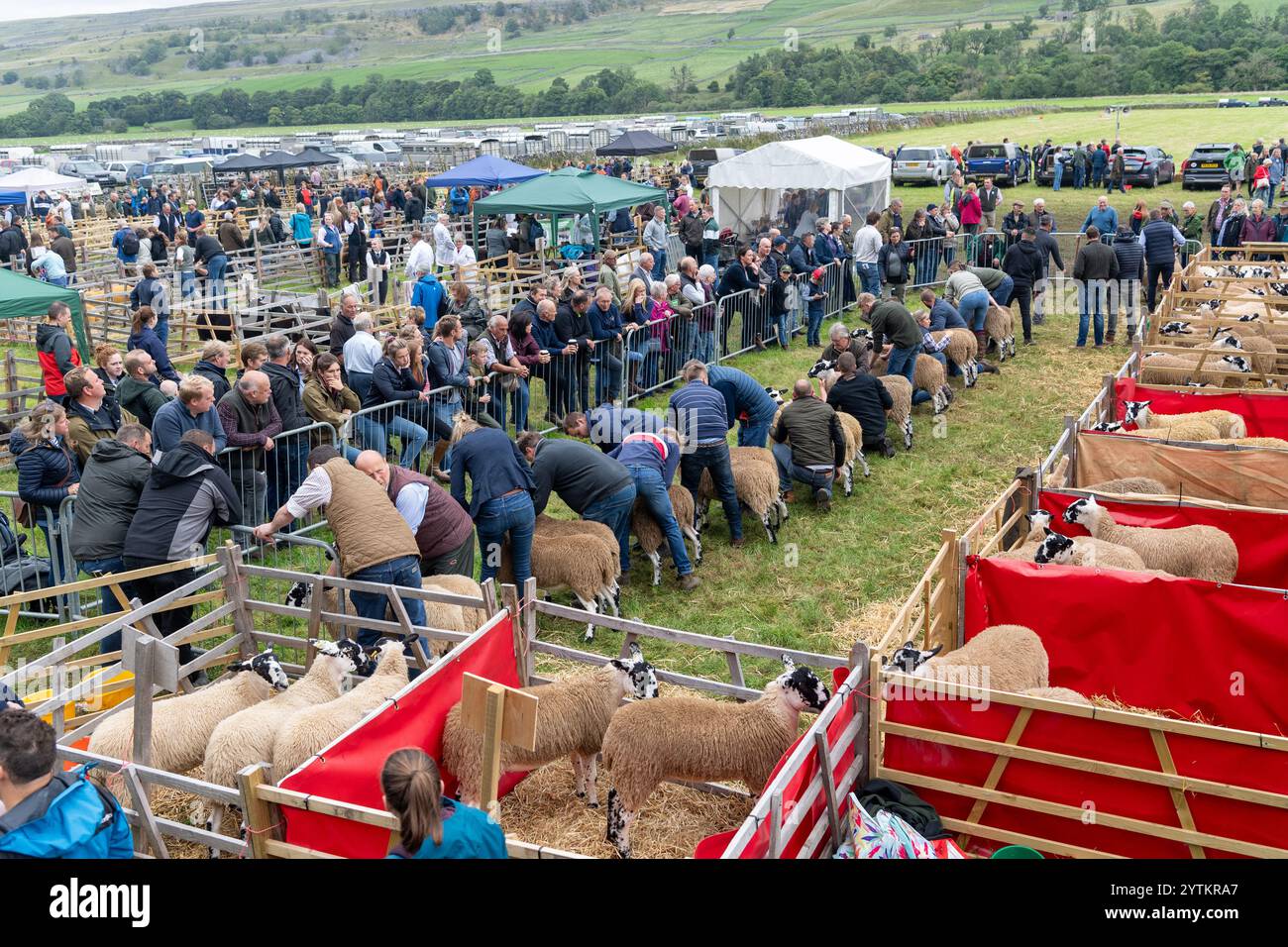 Sheep being shown at the 2024 Kilnsey Show under the shadow of Kilnsey ...