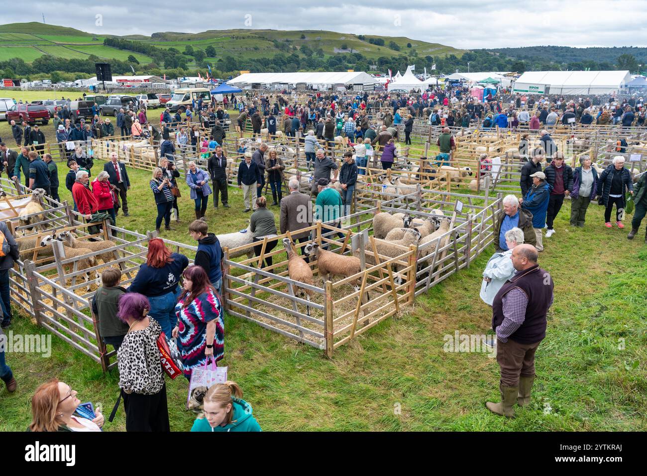 Sheep being shown at the 2024 Kilnsey Show under the shadow of Kilnsey ...
