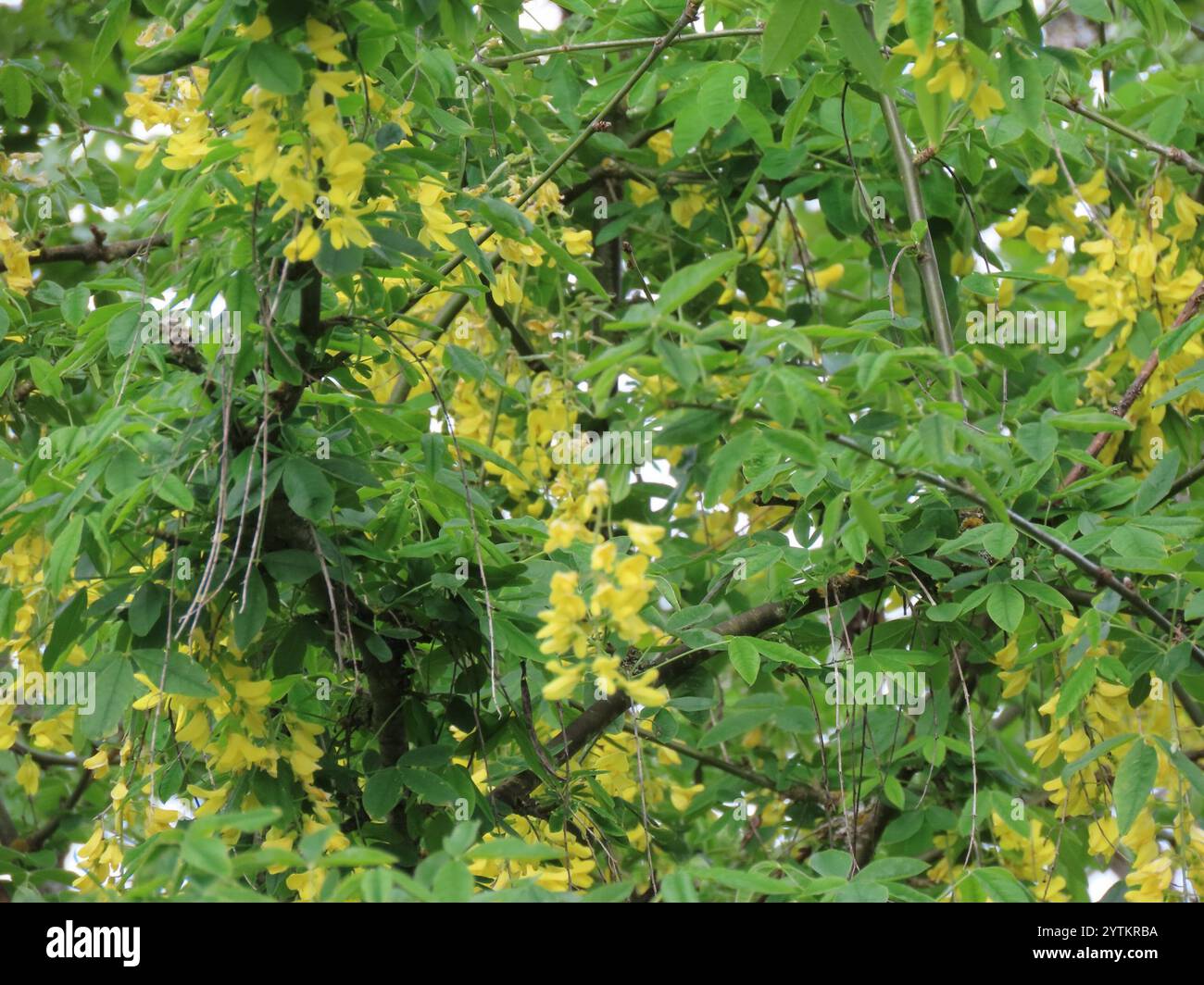 Common Laburnum (Laburnum anagyroides Stock Photo - Alamy