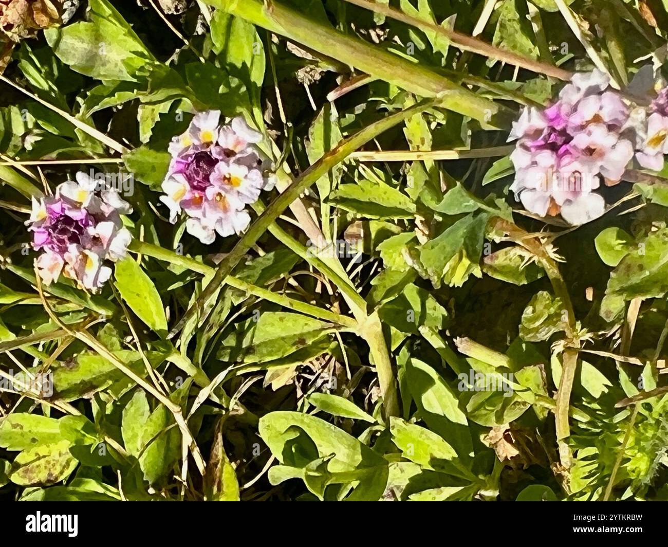 turkey tangle frogfruit (Phyla nodiflora Stock Photo - Alamy