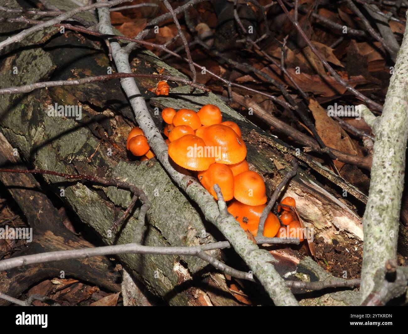 Orange mycena leaiana hi-res stock photography and images - Alamy