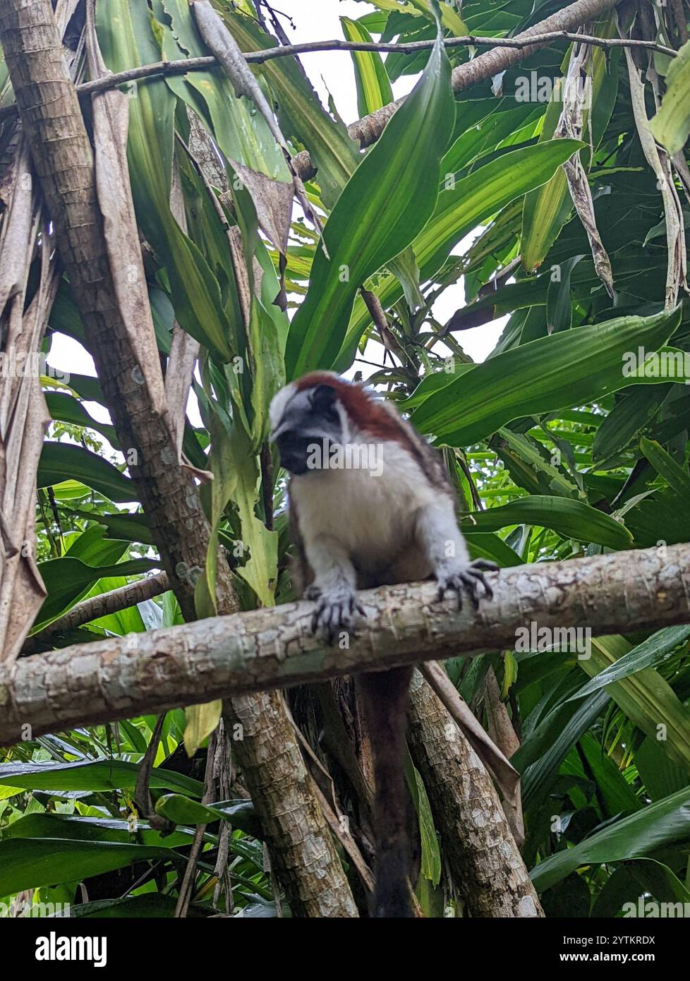 Geoffroy’s Tamarin (Saguinus geoffroyi Stock Photo - Alamy