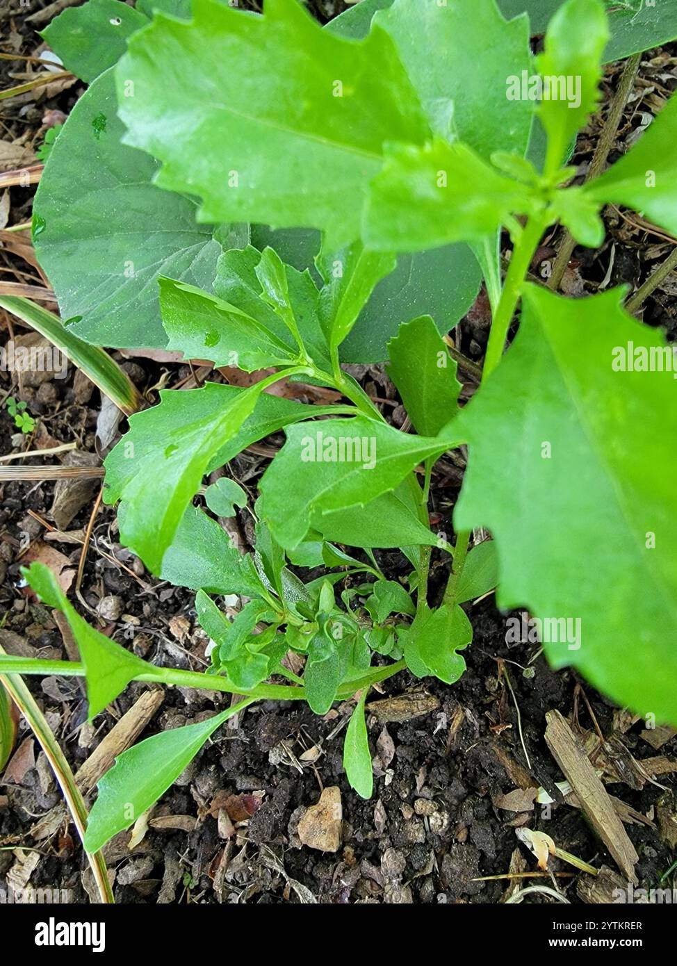 groundsel tree (Baccharis halimifolia Stock Photo - Alamy