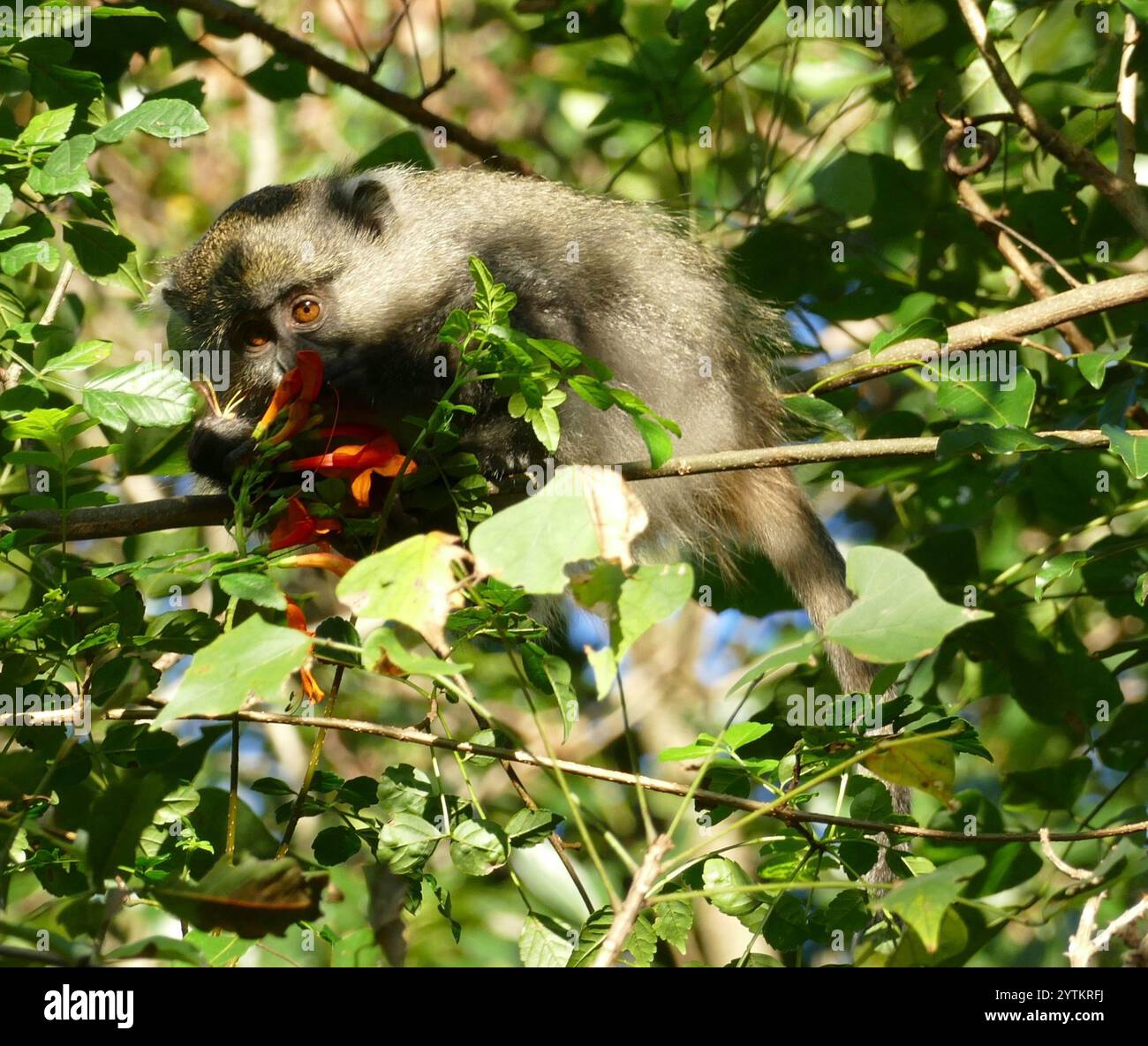 Samango (Cercopithecus mitis labiatus Stock Photo - Alamy