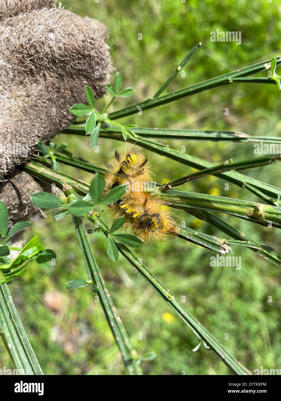 Silver-spotted Tiger Moth (Lophocampa argentata Stock Photo - Alamy
