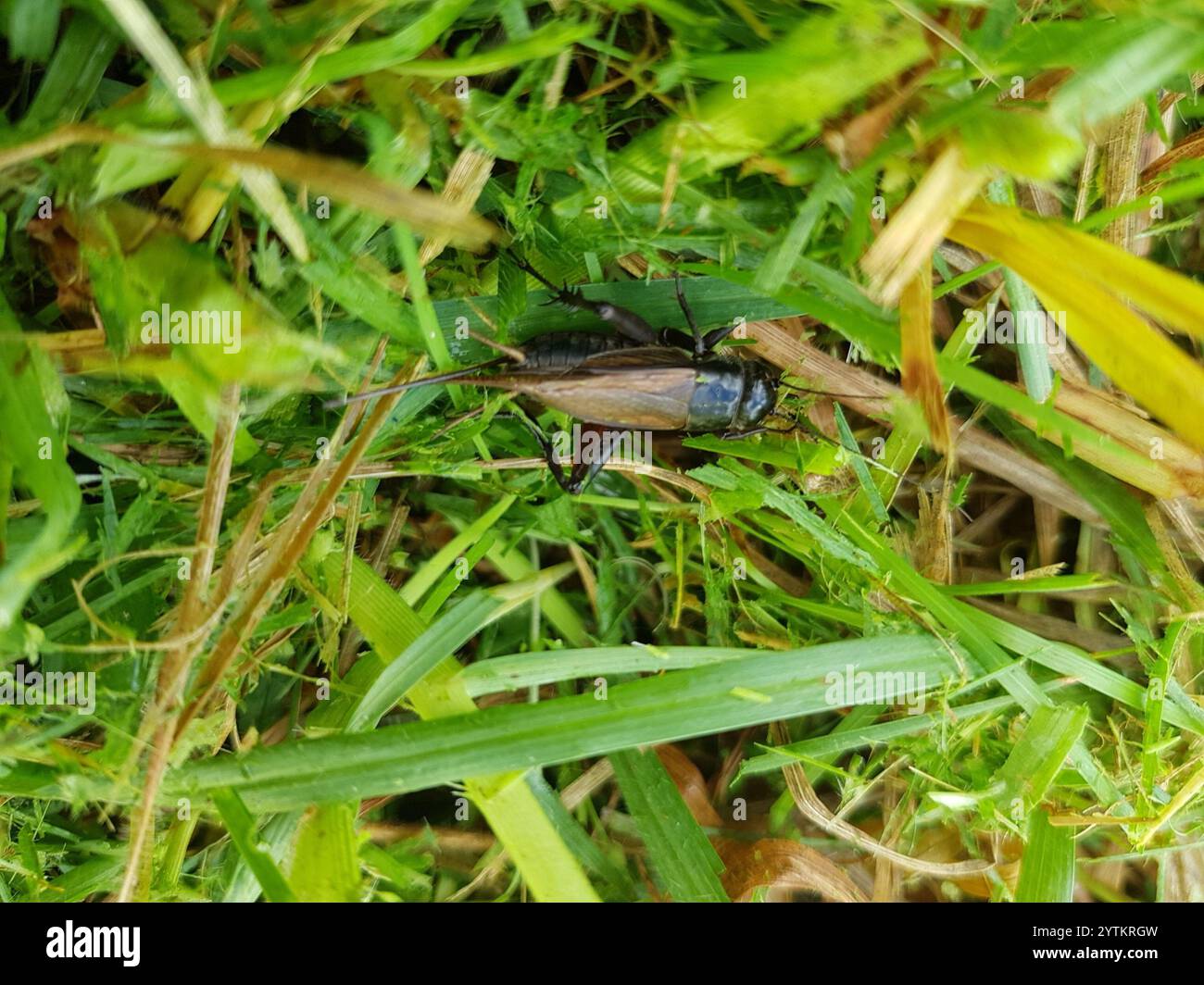 Australian Black Field Cricket (Teleogryllus commodus Stock Photo - Alamy