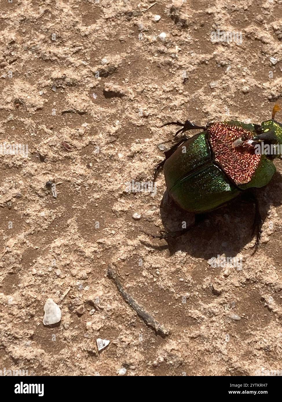 Rainbow Scarab (Phanaeus vindex Stock Photo - Alamy