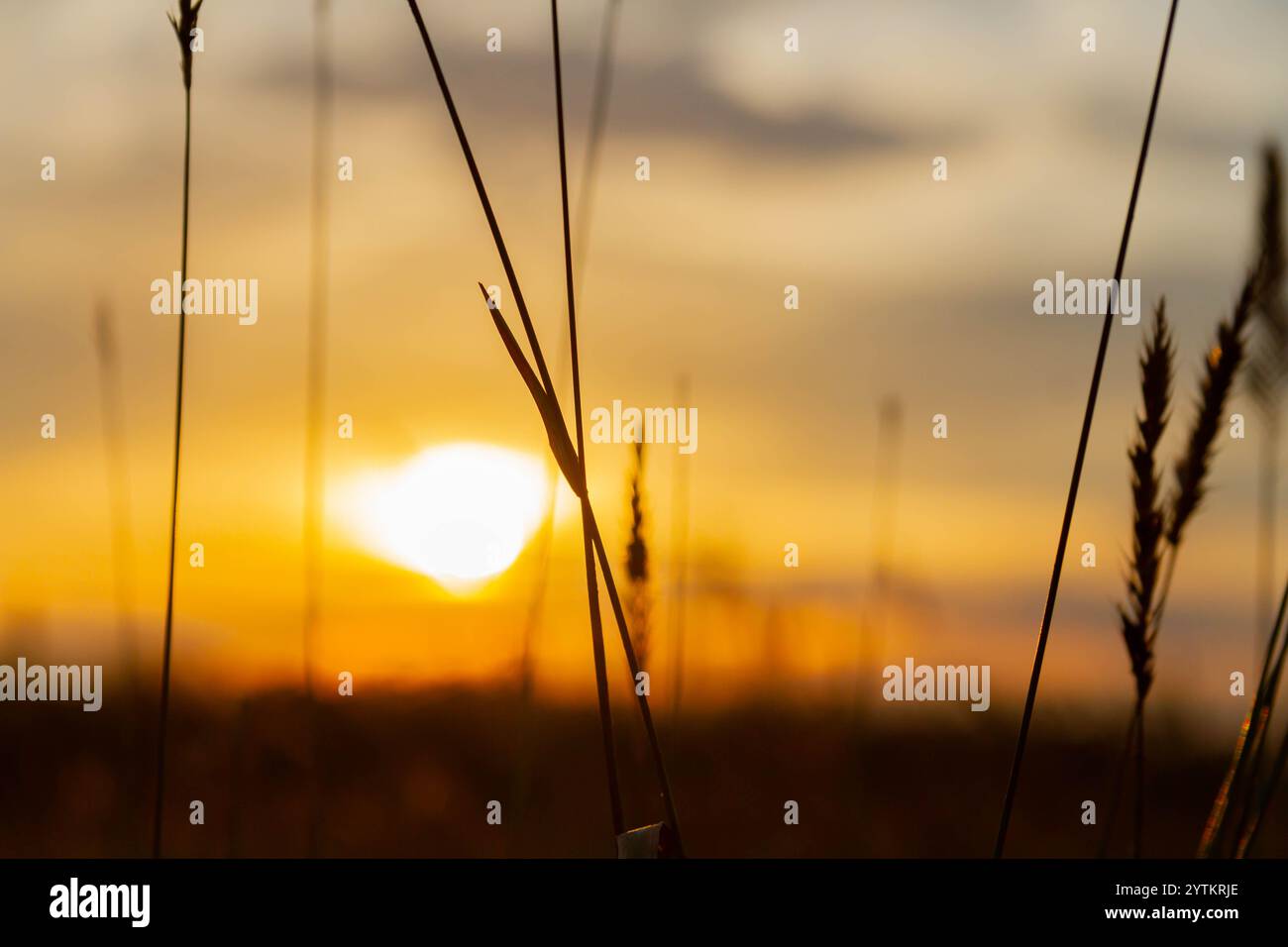 Outlines of grass against backdrop of bright setting sun. Outline of ...