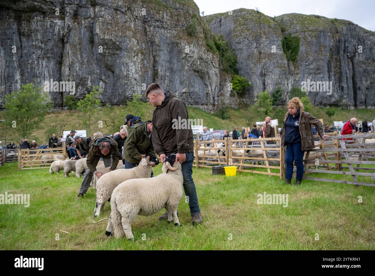 Sheep being shown at the 2024 Kilnsey Show under the shadow of Kilnsey ...