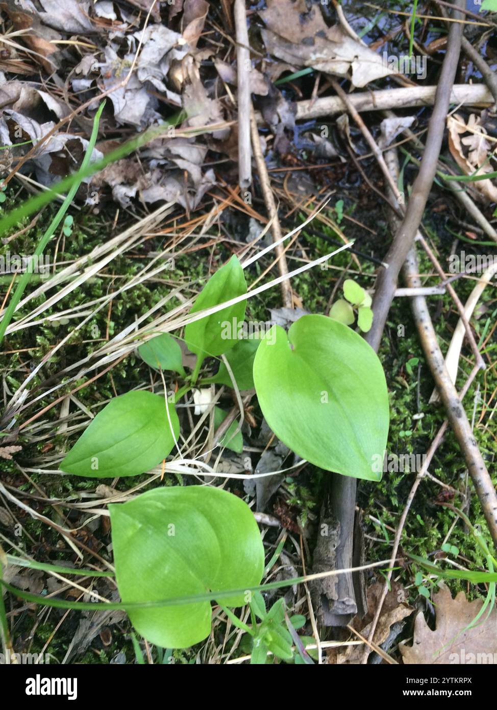 Canada mayflower (Maianthemum canadense Stock Photo - Alamy