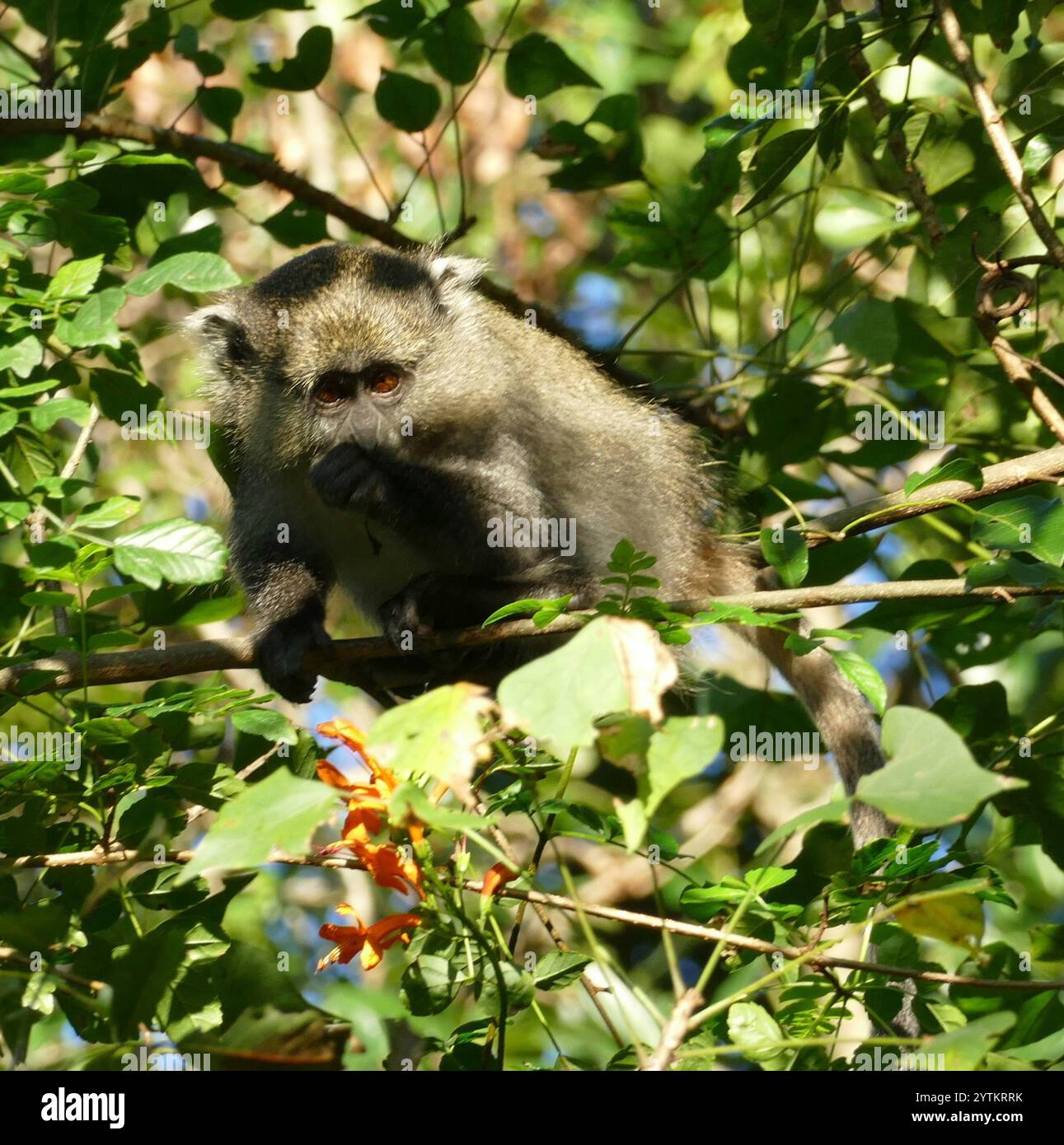 Samango (Cercopithecus mitis labiatus Stock Photo - Alamy