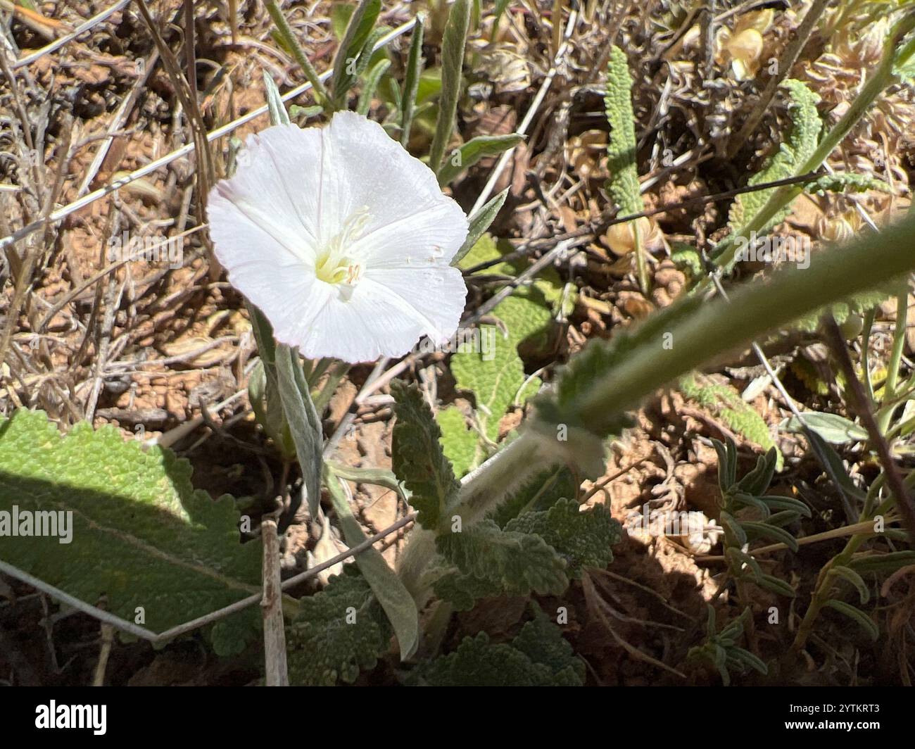Narrow-leaved Bindweed (Convolvulus lineatus Stock Photo - Alamy