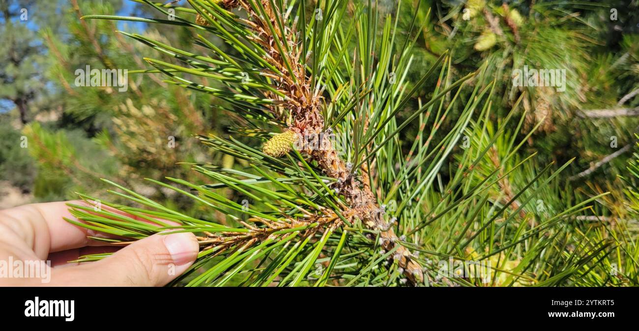 knobcone pine (Pinus attenuata Stock Photo - Alamy