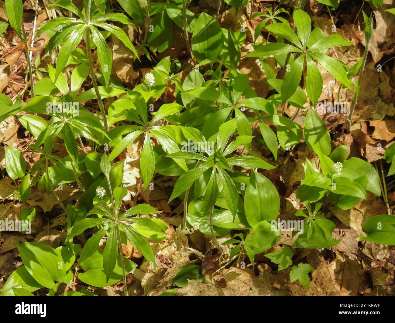 Cucumber Root (Medeola virginiana Stock Photo - Alamy