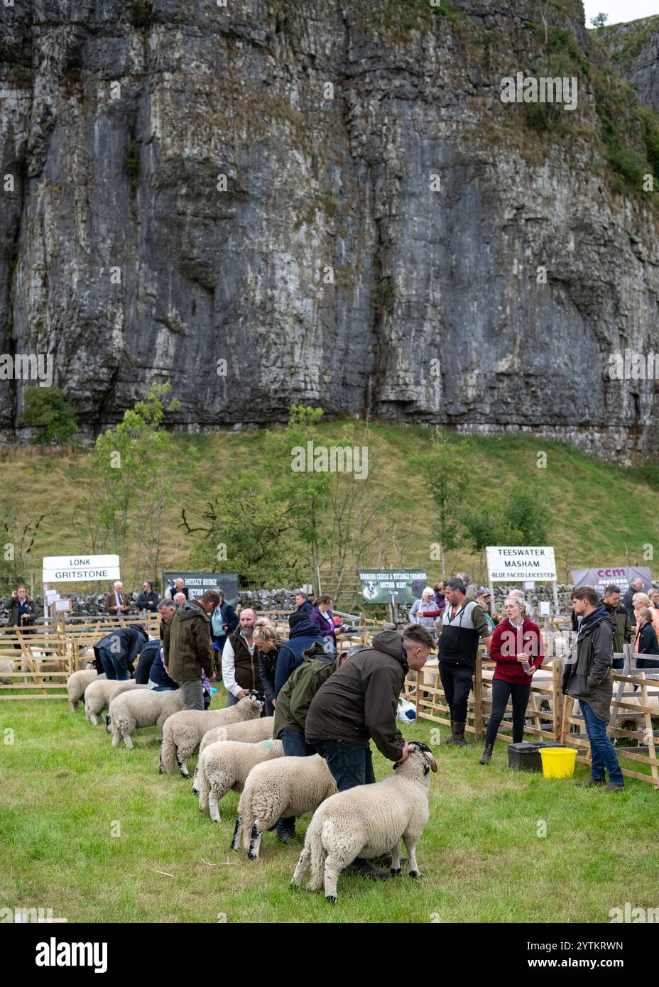 Sheep being shown at the 2024 Kilnsey Show under the shadow of Kilnsey ...