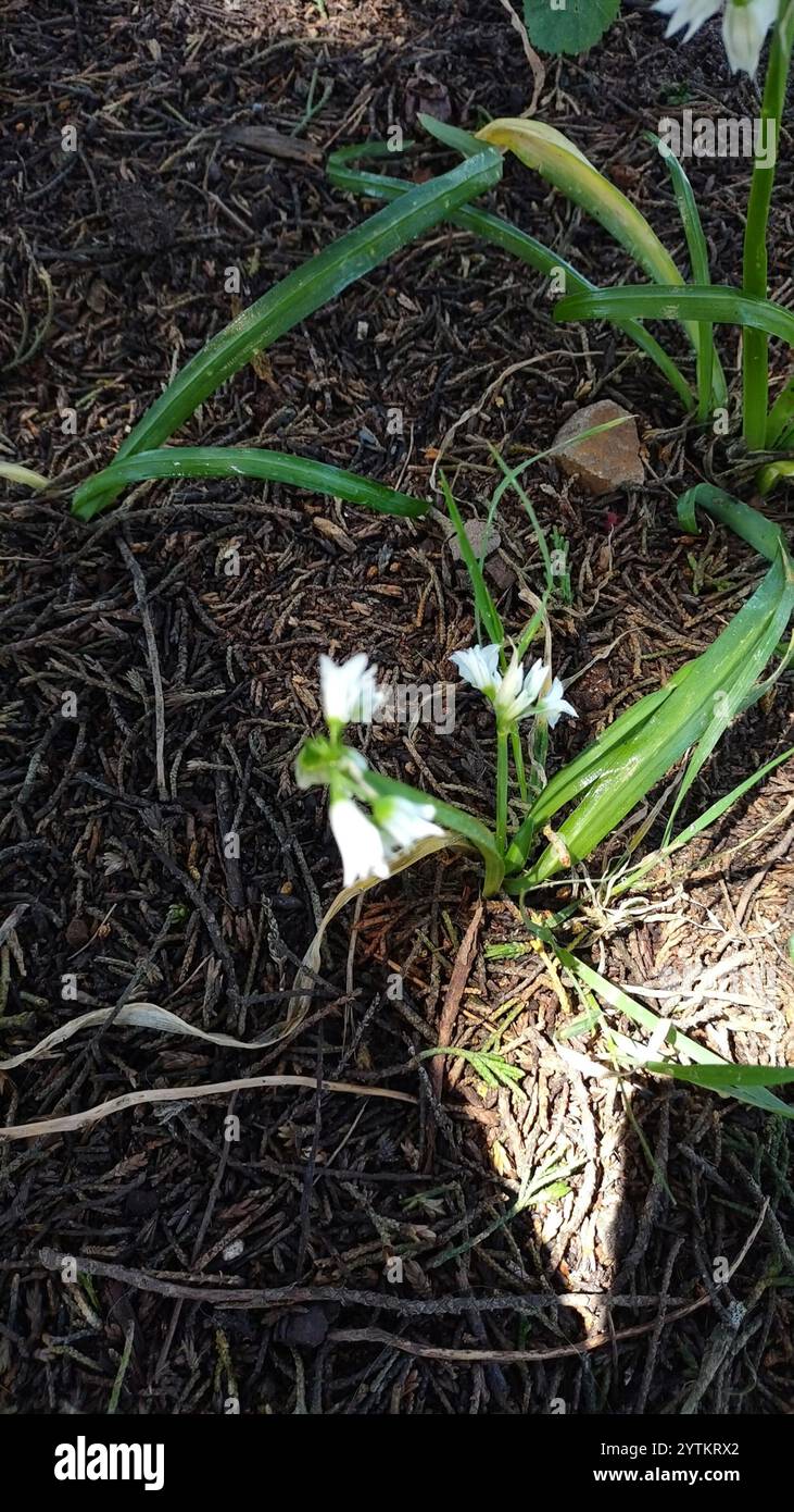 Three-cornered garlic (Allium triquetrum Stock Photo - Alamy