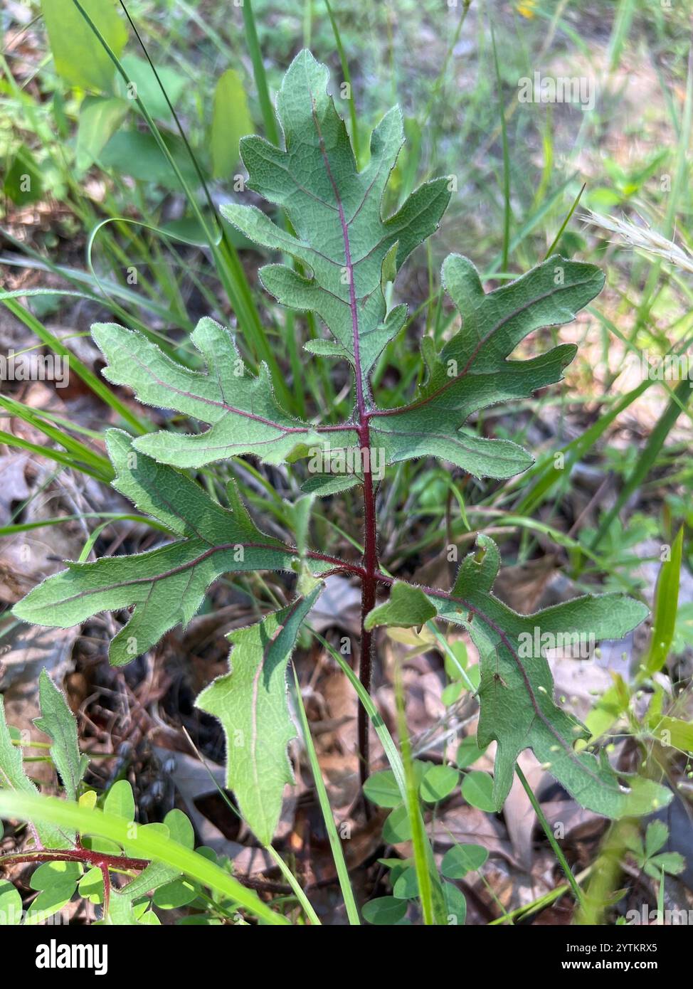 Silphium compositum hi-res stock photography and images - Alamy