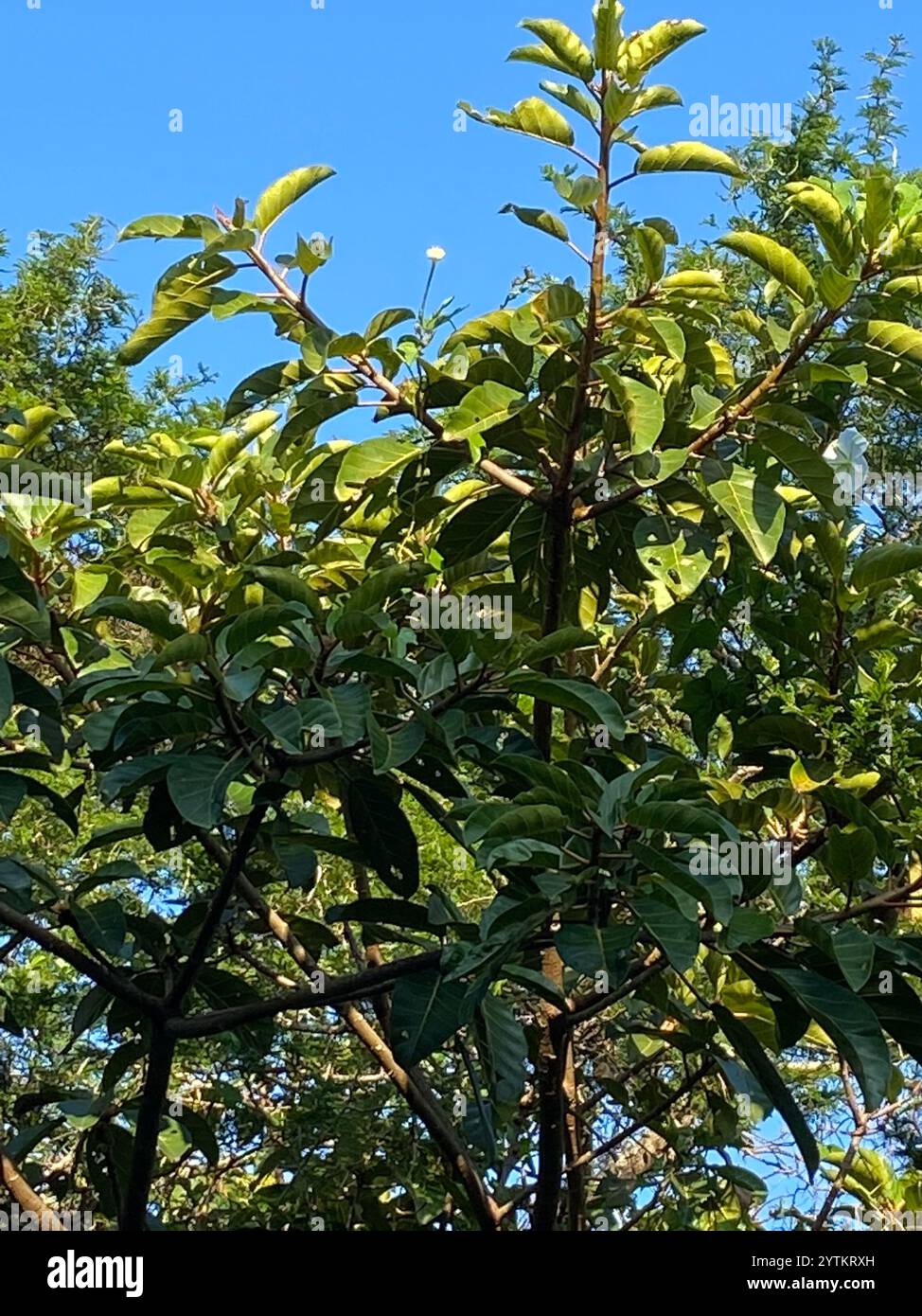 Giantleaf hi-res stock photography and images - Alamy