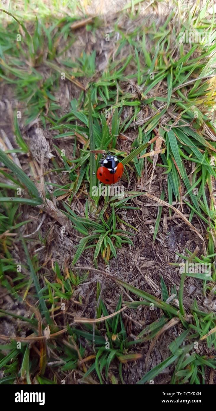 Seven-spotted Lady Beetle (Coccinella septempunctata Stock Photo - Alamy