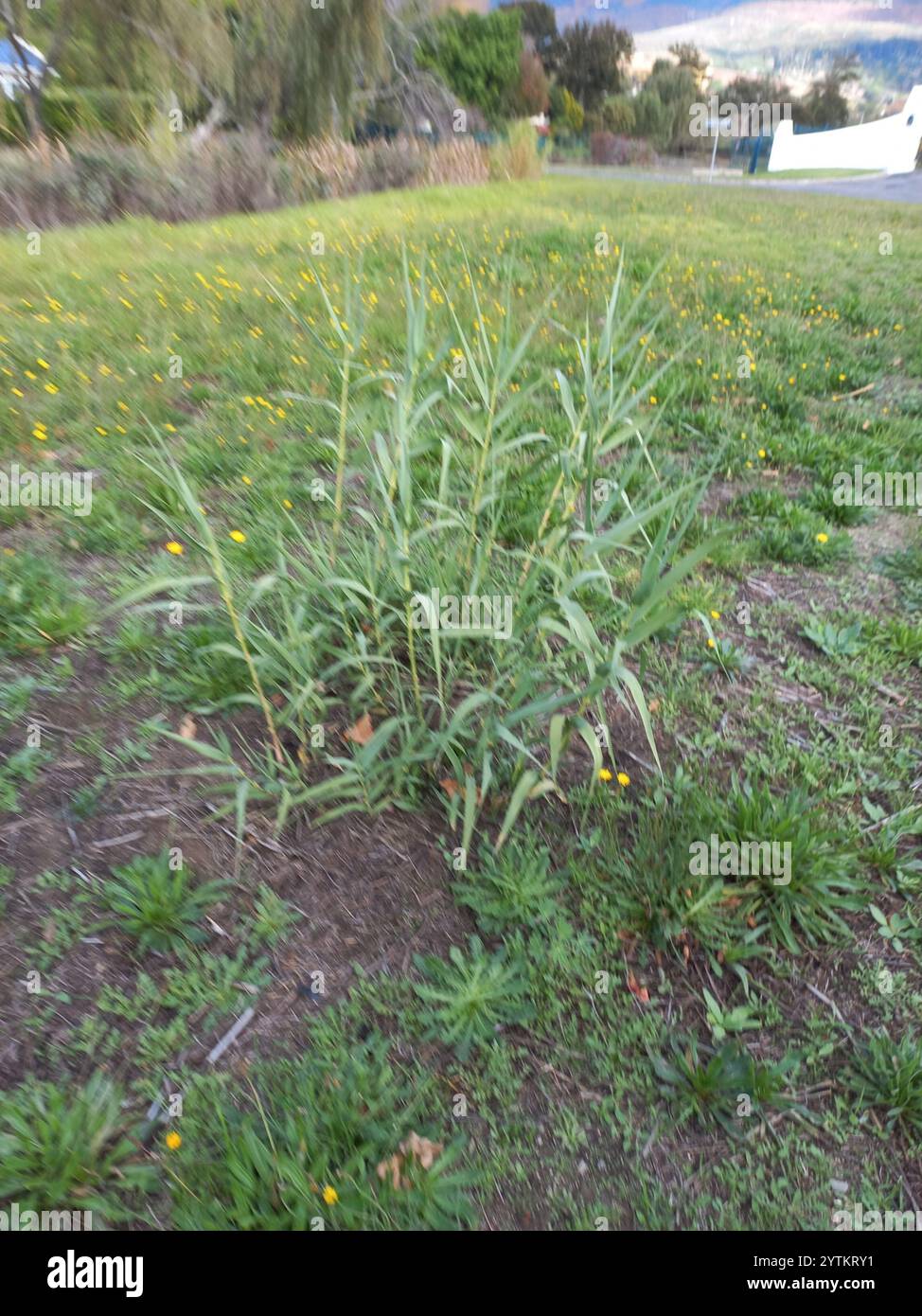 giant reed (Arundo donax Stock Photo - Alamy