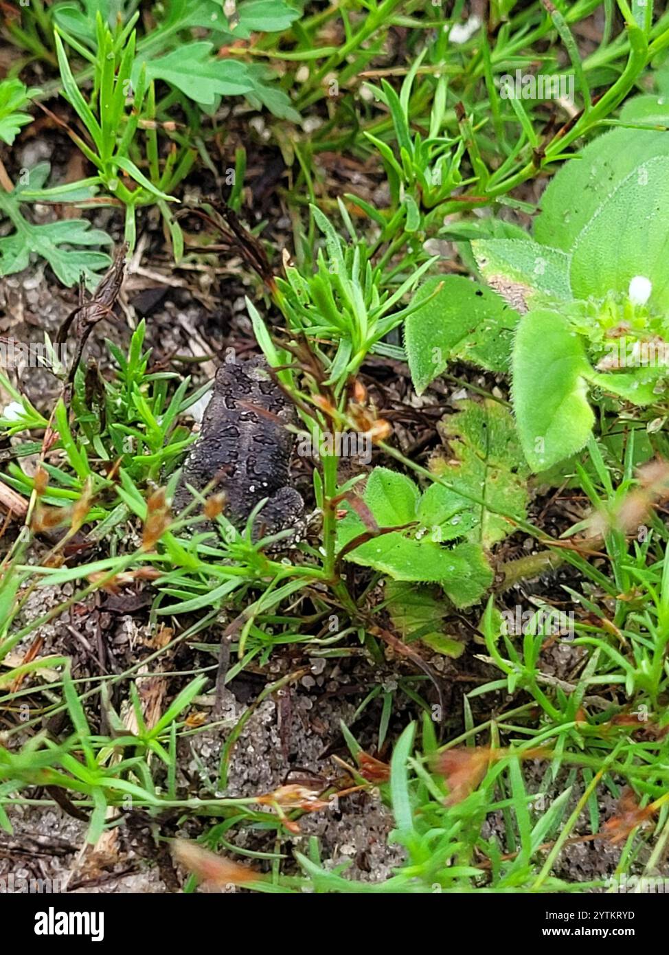 Southern Toad (Anaxyrus terrestris Stock Photo - Alamy