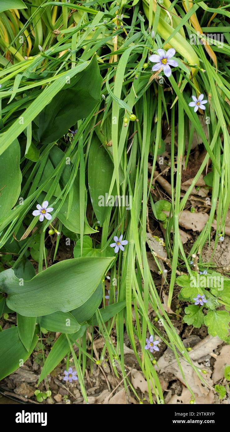 Eastern Blue-eyed Grass (Sisyrinchium atlanticum Stock Photo - Alamy