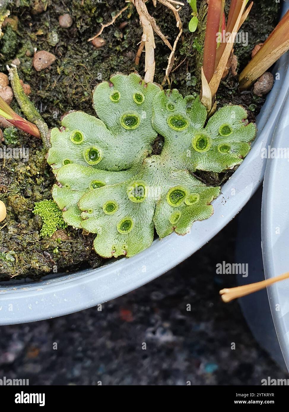 Common Liverwort (Marchantia polymorpha Stock Photo - Alamy