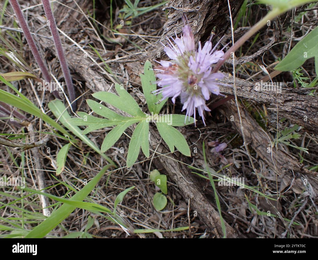ballhead waterleaf (Hydrophyllum capitatum Stock Photo - Alamy