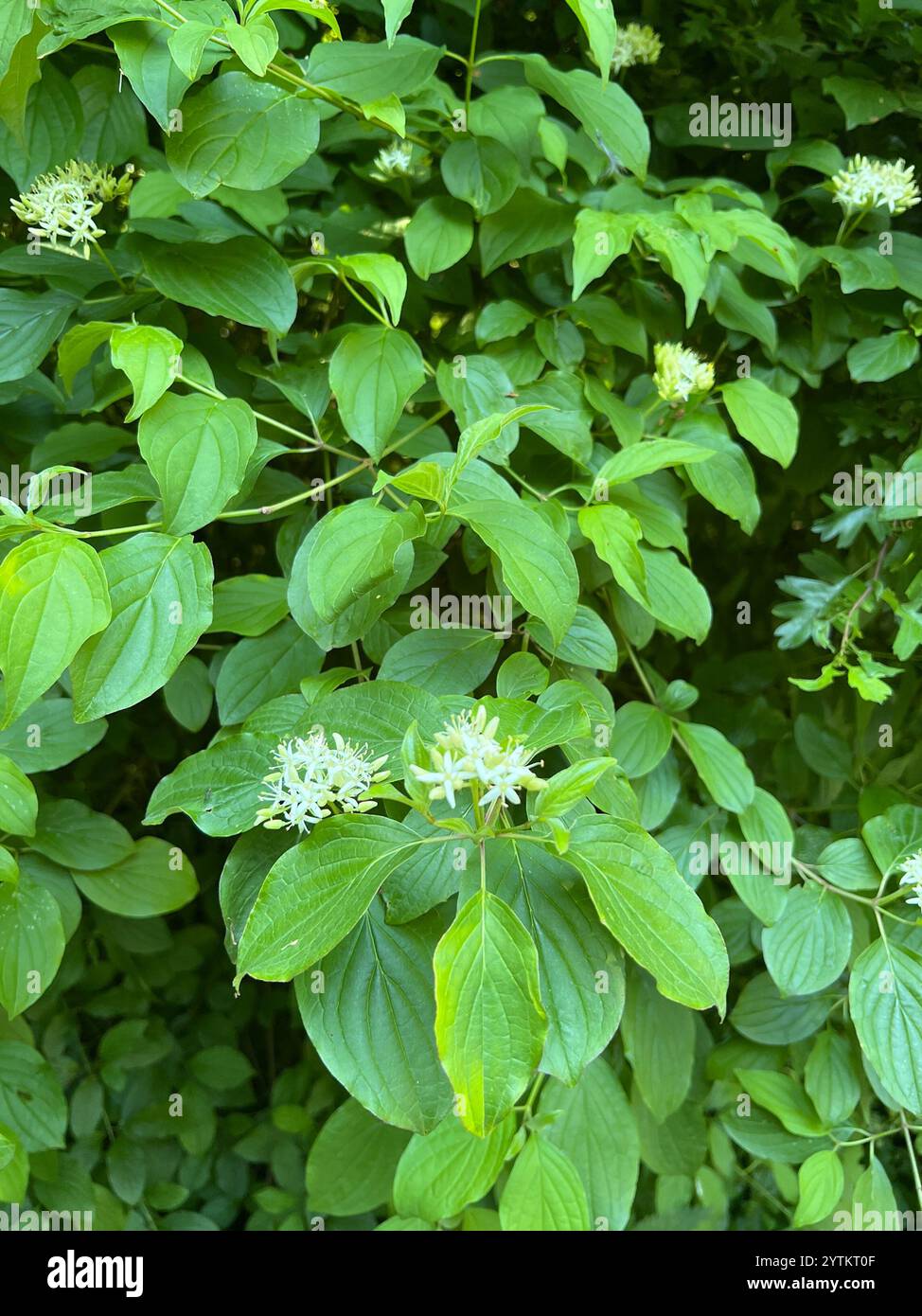 common dogwood (Cornus sanguinea Stock Photo - Alamy
