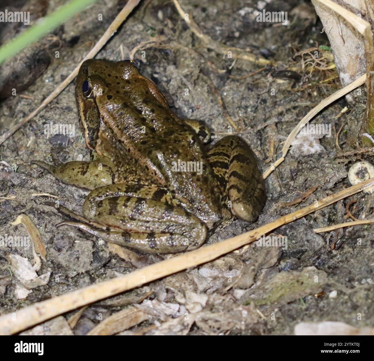California Red-legged Frog (Rana draytonii Stock Photo - Alamy