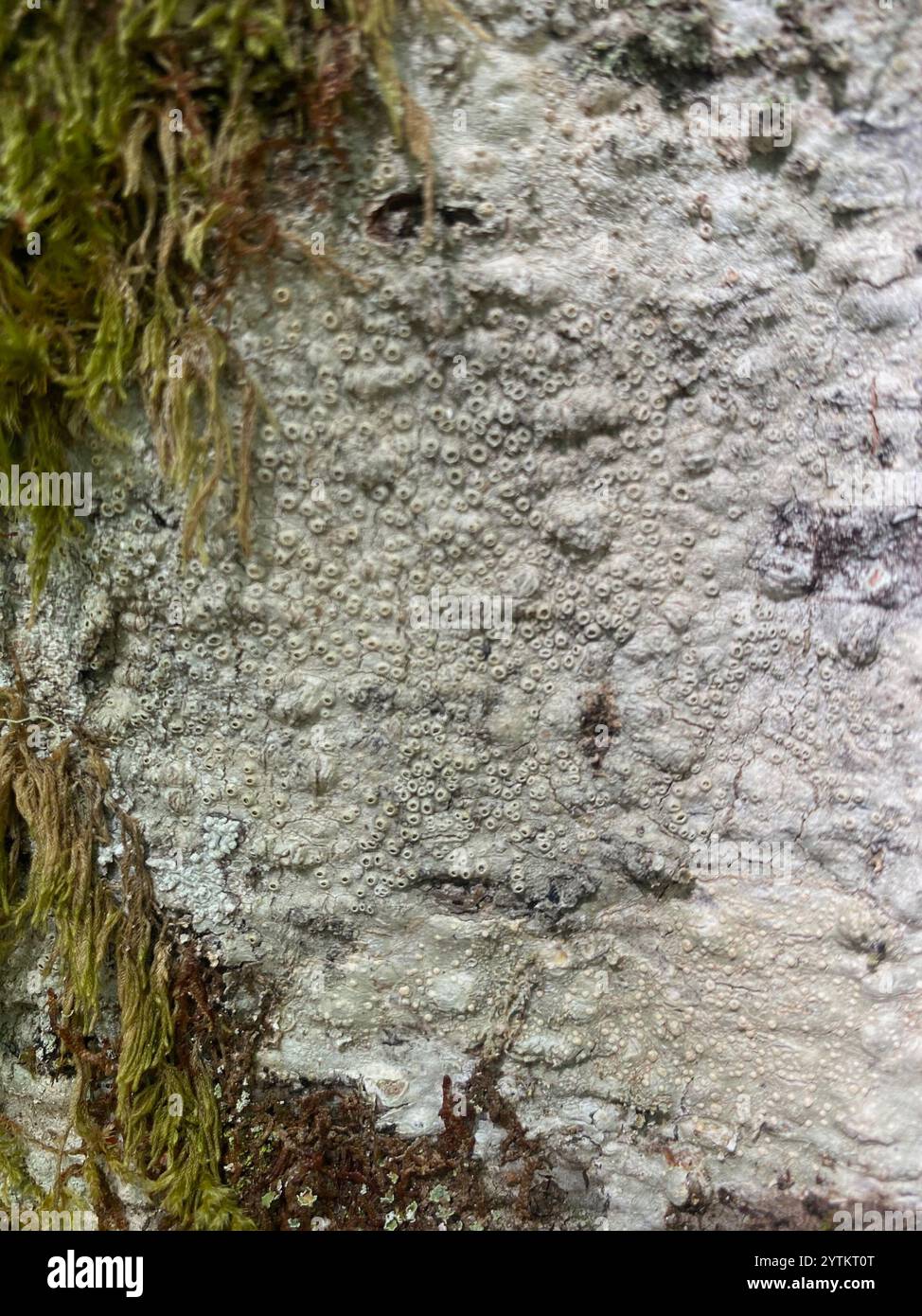 Barnacle lichens hi-res stock photography and images - Alamy