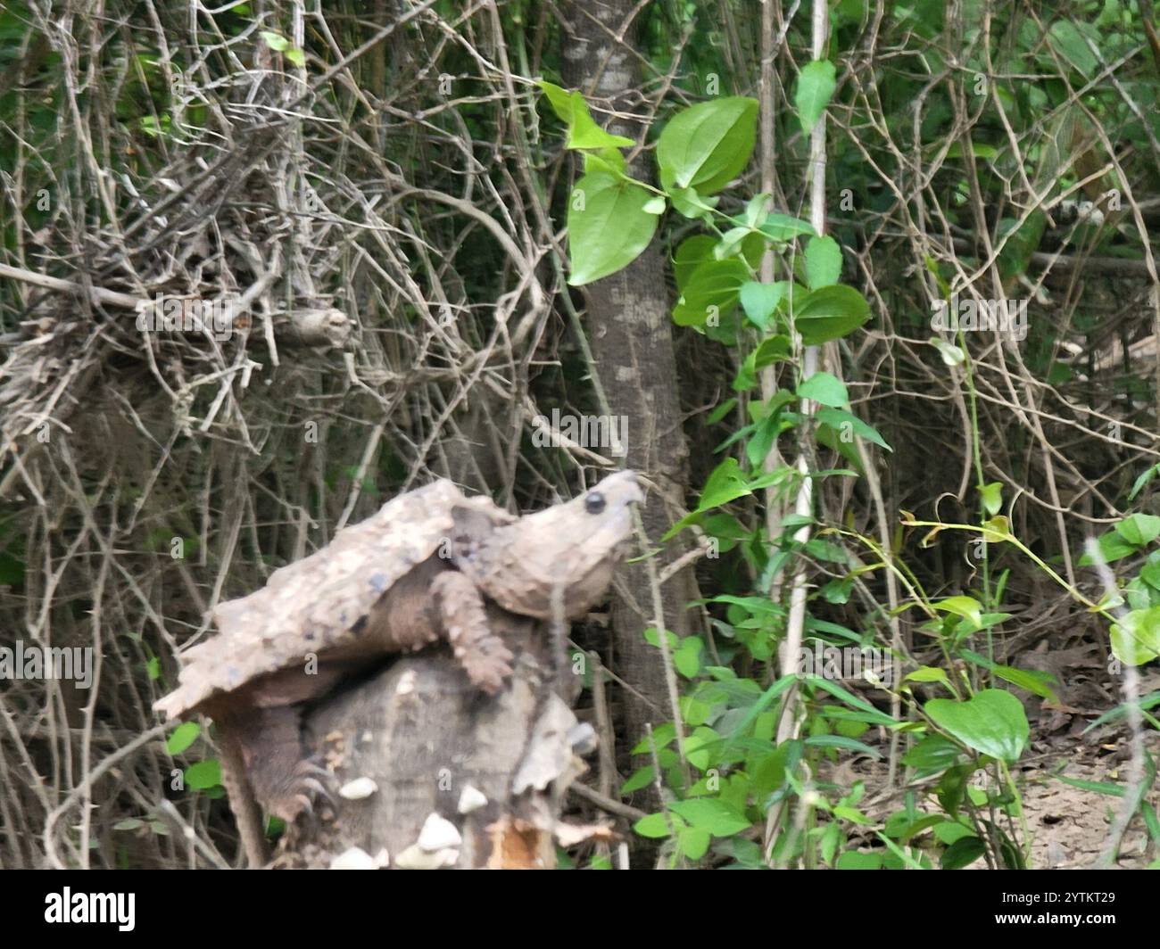 Alligator Snapping Turtle (Macrochelys temminckii Stock Photo - Alamy